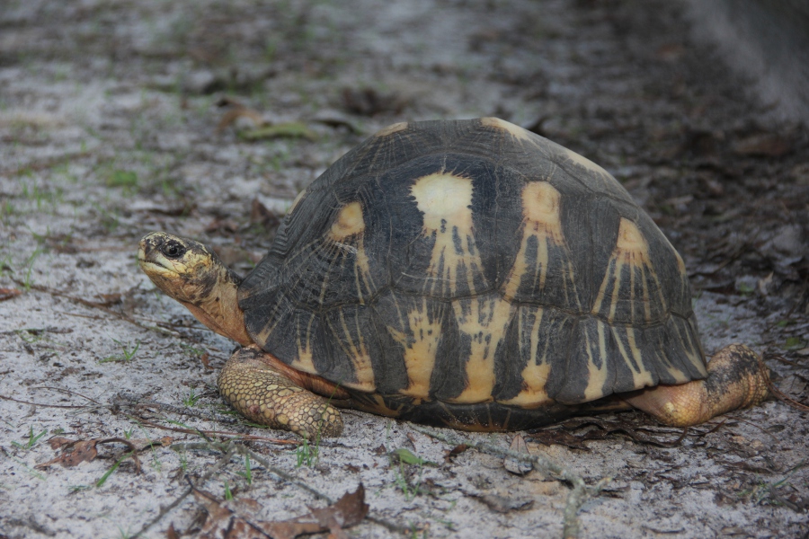 Z01 Radiated Tortoise | Ashton Biological Preserve