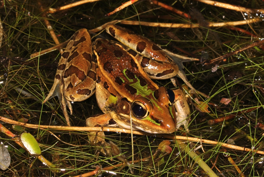 Visual Guide to Tadpoles of the Eastern United States | Ashton ...