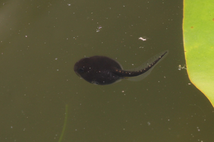Visual Guide to Tadpoles of the Eastern United States | Ashton ...